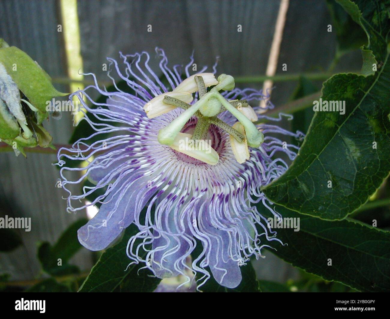 purple passionflower (Passiflora incarnata) Plantae Stock Photo - Alamy