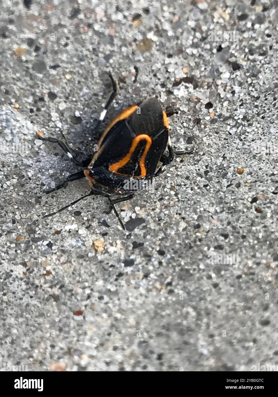 Two-spotted Stink Bug (Perillus bioculatus) Insecta Stock Photo - Alamy