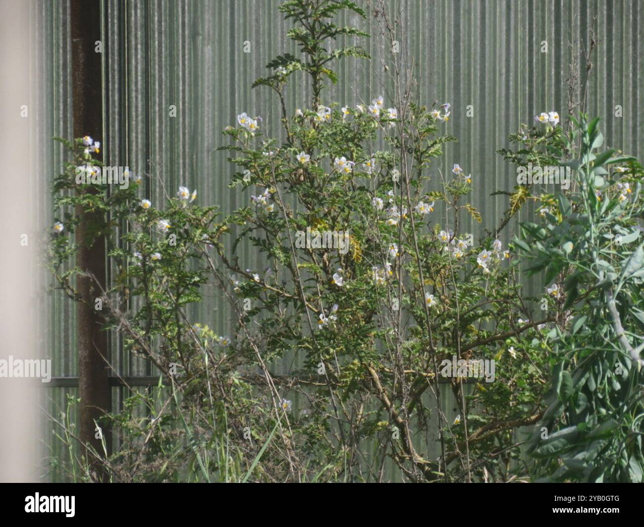 Red Buffalo-bur (Solanum sisymbriifolium) Plantae Stock Photo - Alamy
