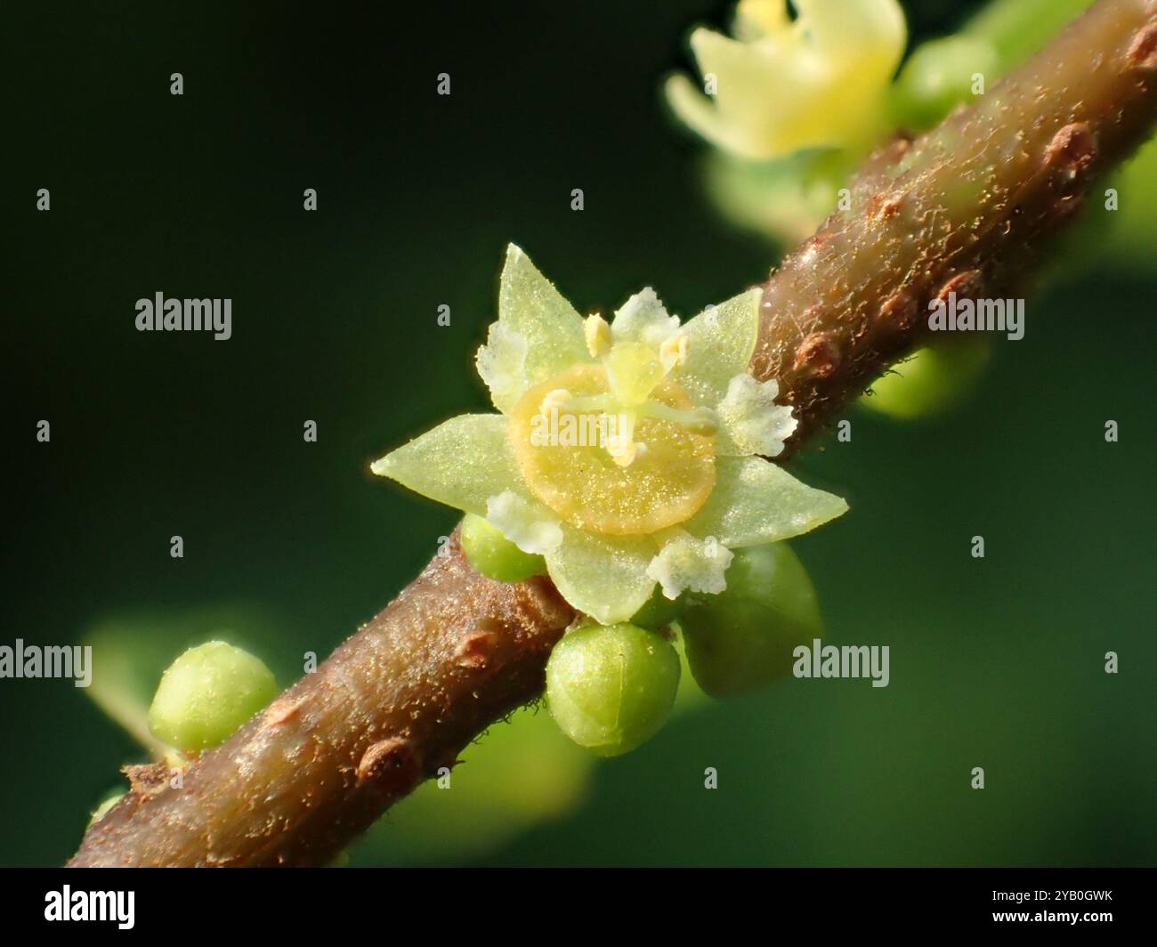 Pop-gun Seed (Bridelia tomentosa) Plantae Stock Photo - Alamy
