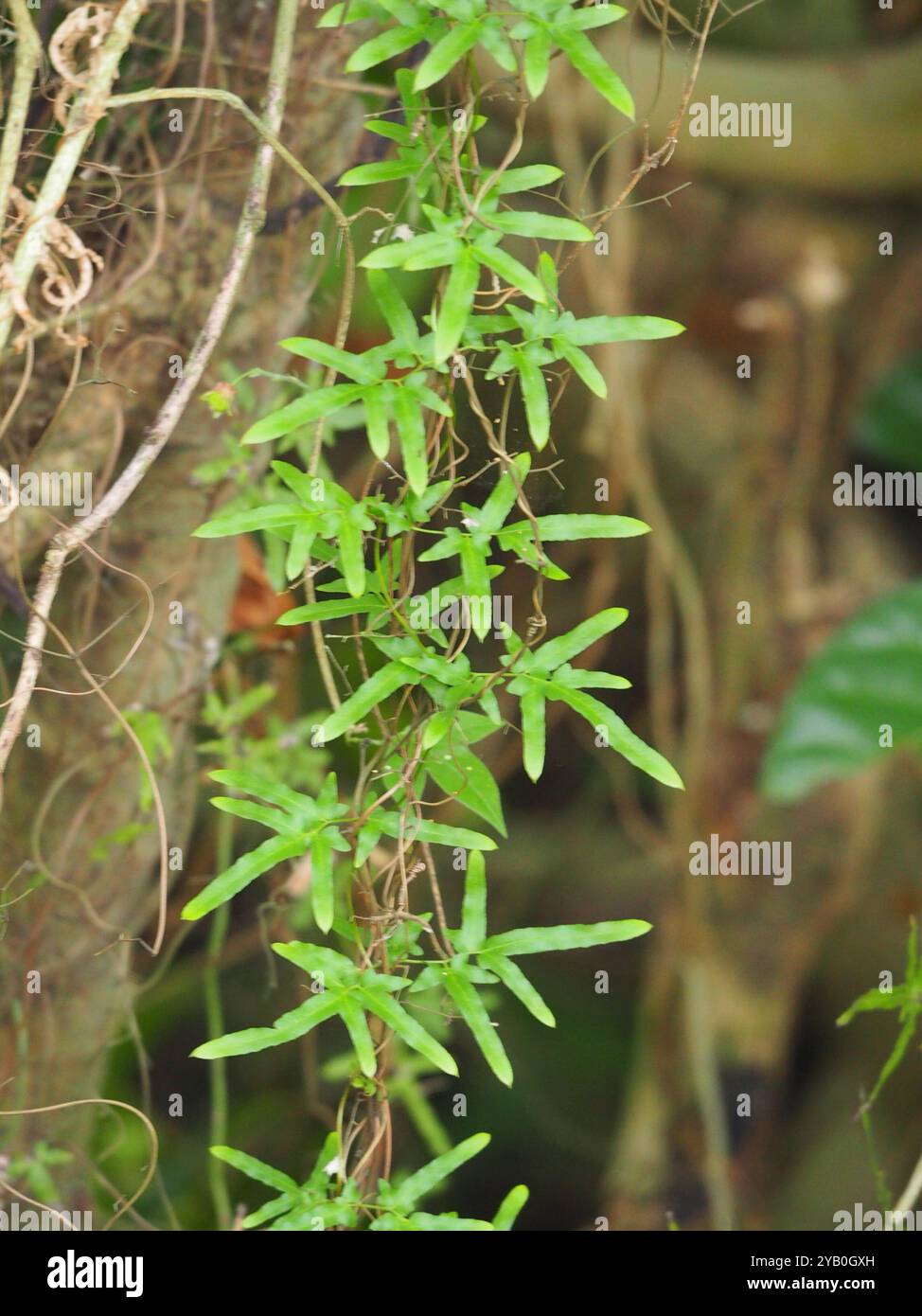 Japanese climbing fern (Lygodium japonicum) Plantae Stock Photo - Alamy