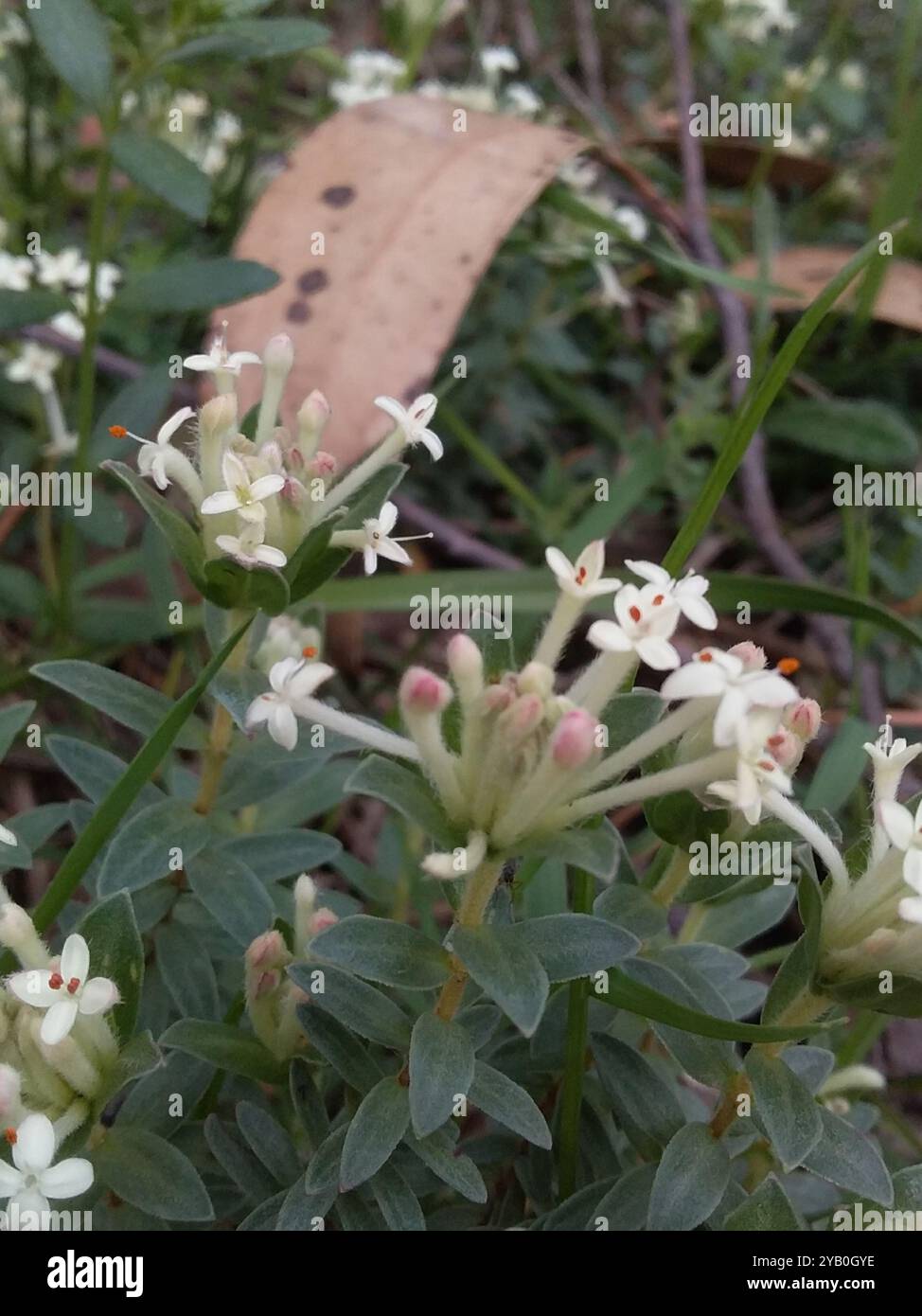 Common Rice-flower (Pimelea humilis) Plantae Stock Photo - Alamy