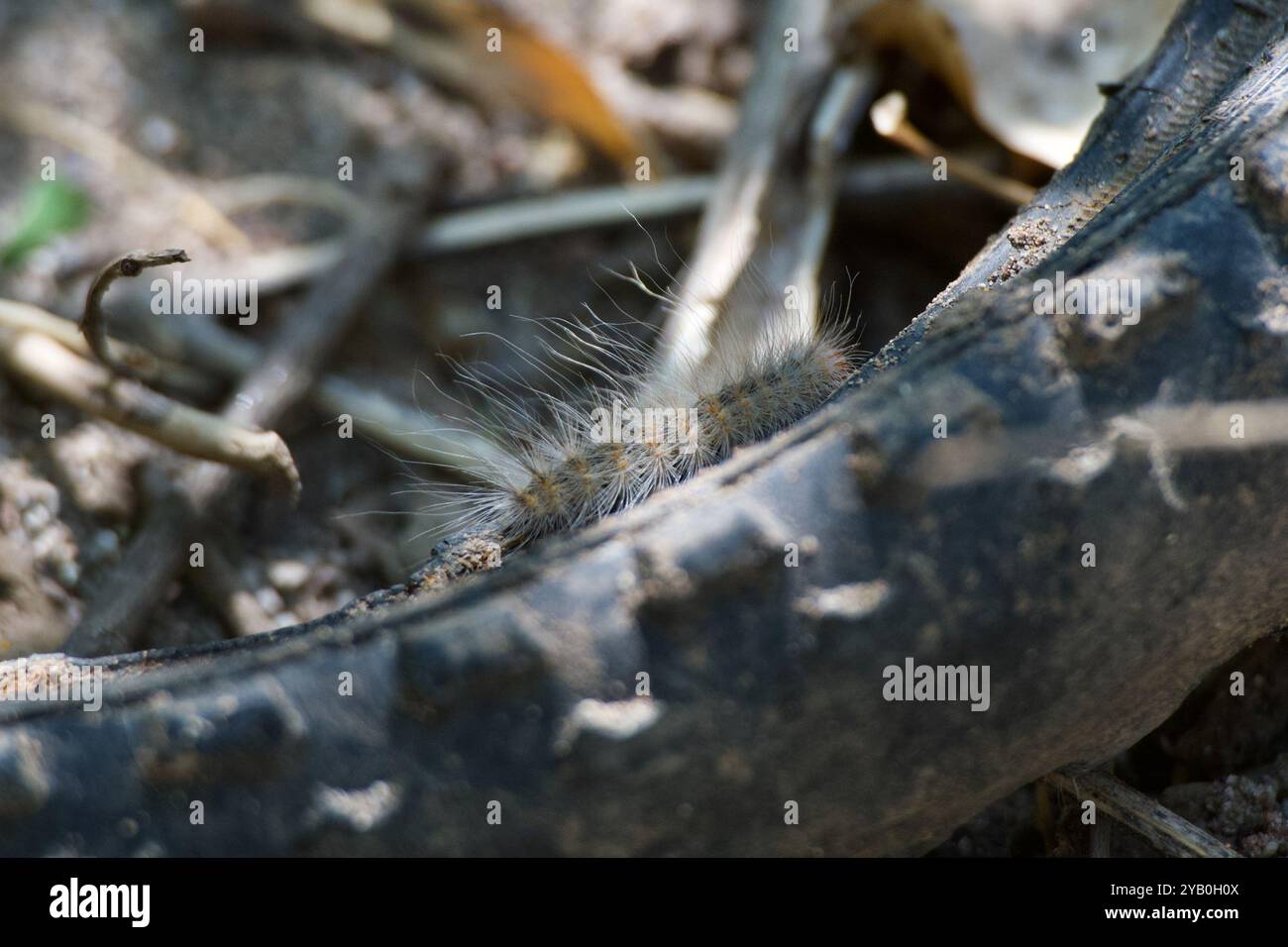 Fall Webworm Moth (Hyphantria cunea) Insecta Stock Photo - Alamy