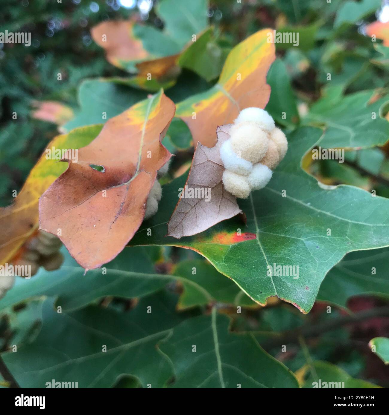 Woolly Oak Gall Wasp (Callirhytis lanata) Insecta Stock Photo - Alamy