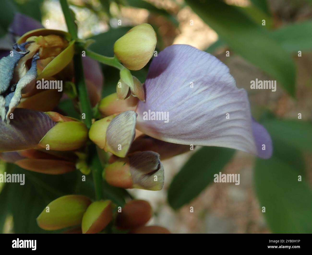 Butterfly Pea Tree (Clitoria fairchildiana) Plantae Stock Photo - Alamy