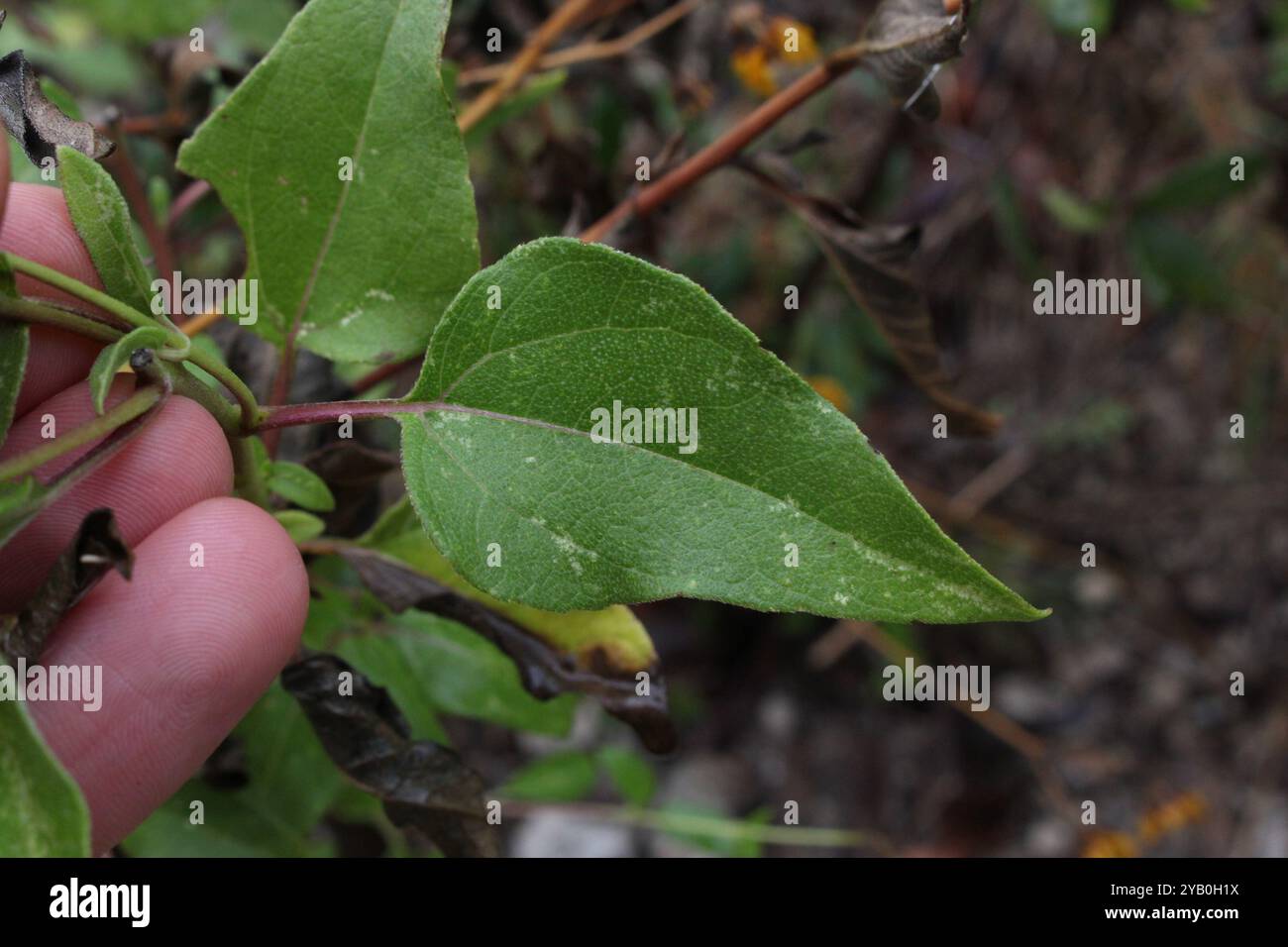 Toothleaf Goldeneye (Viguiera dentata) Plantae Stock Photo - Alamy