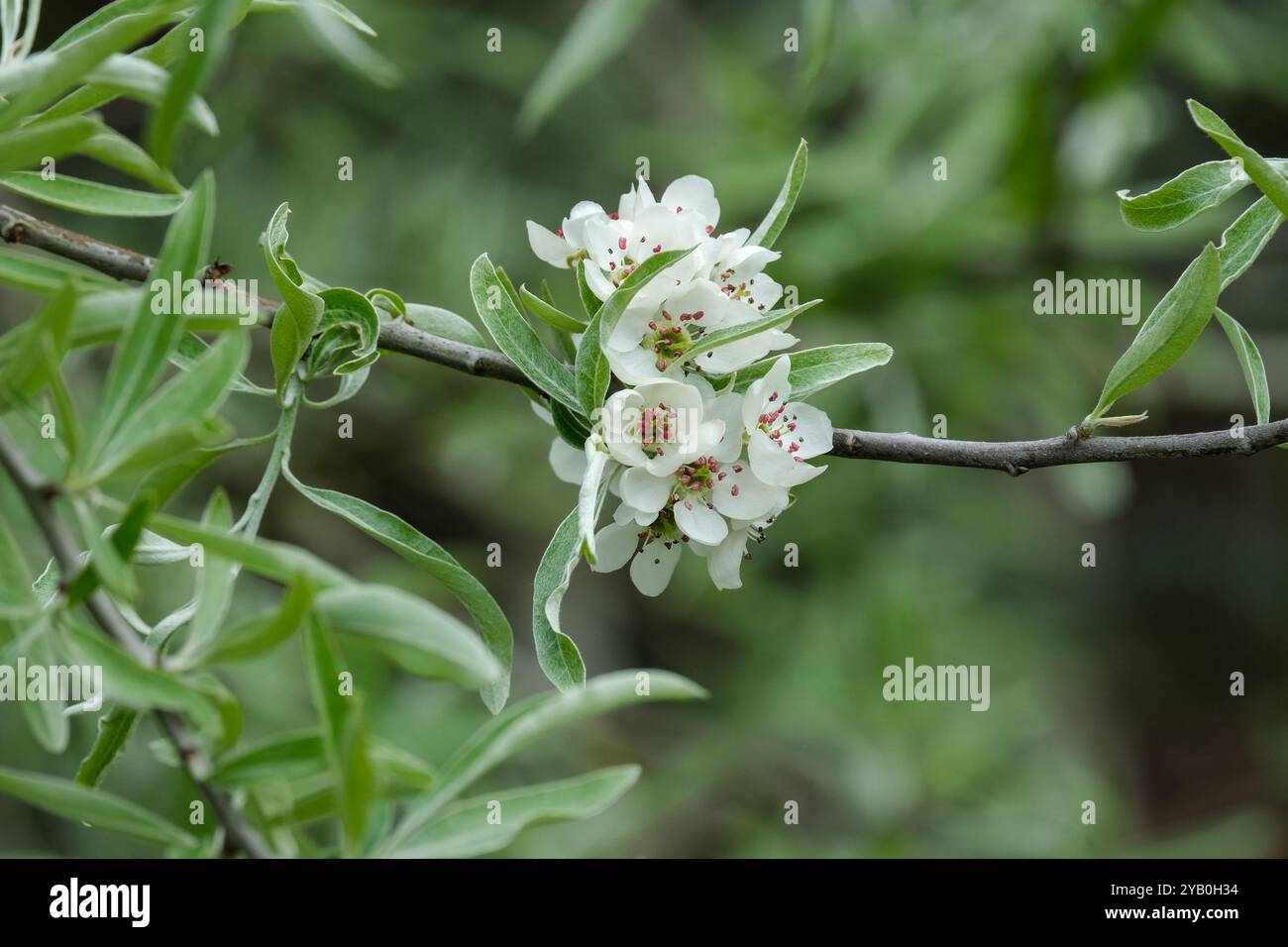 Pyrus salicifolia Pendula, pendulous willow-leaved pear, weeping silver ...