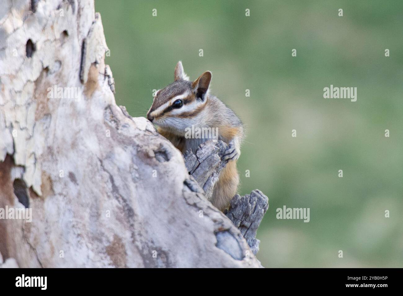 Cliff Chipmunk (Neotamias dorsalis) Mammalia Stock Photo - Alamy