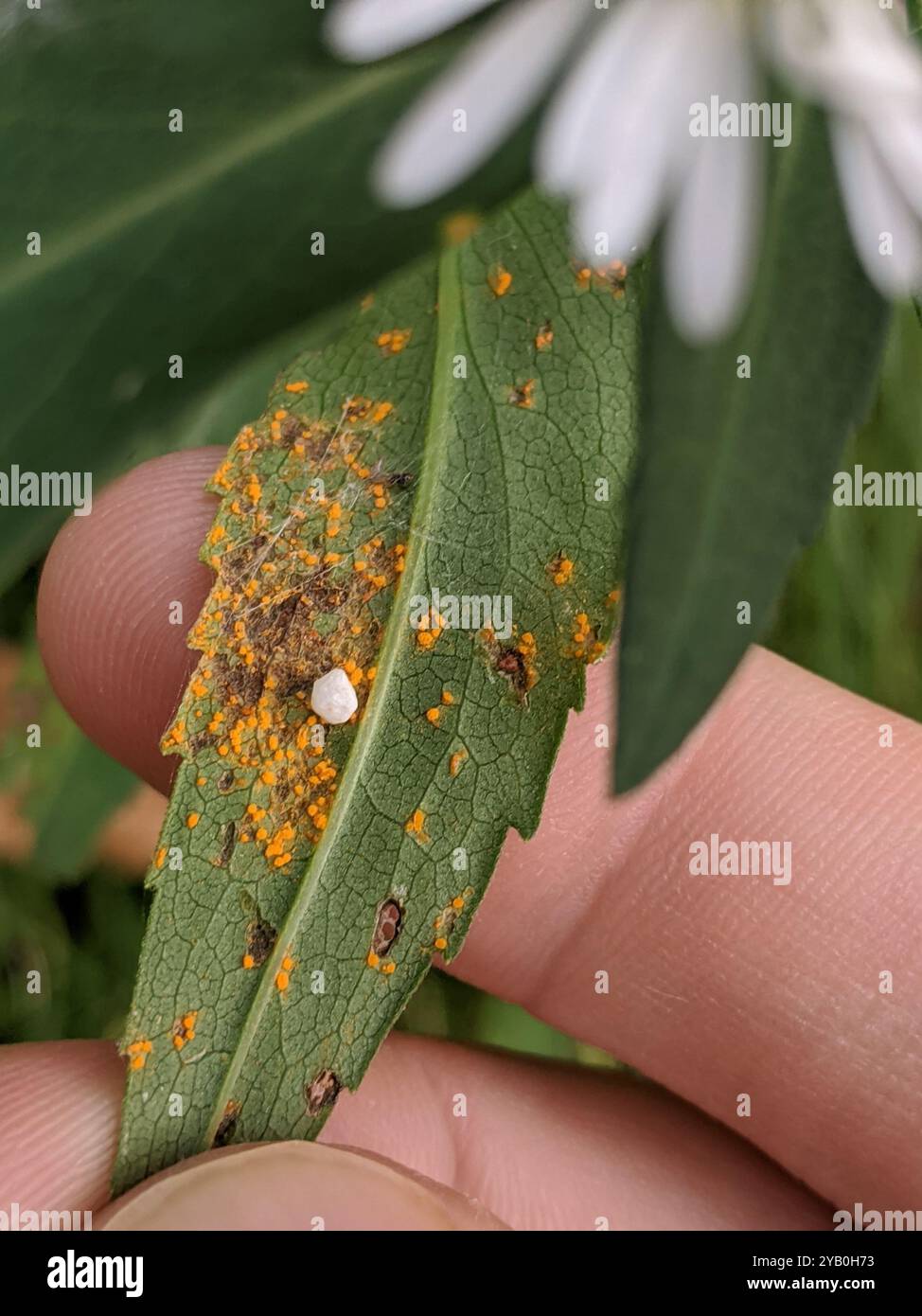 rust fungi (Pucciniales) Fungi Stock Photo - Alamy