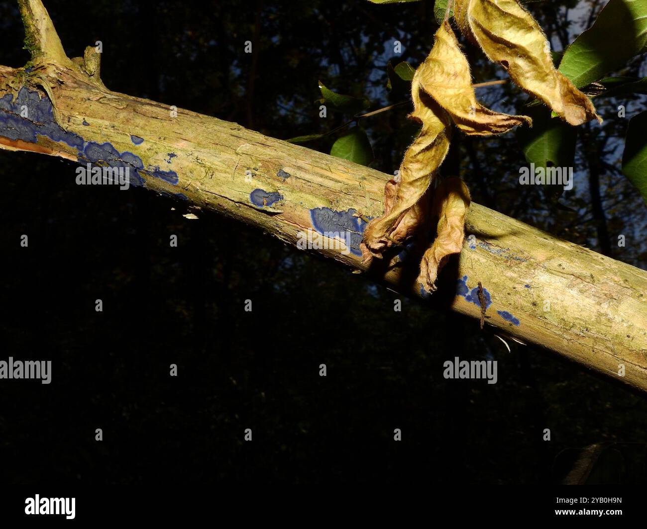 Cobalt Crust (Terana coerulea) Fungi Stock Photo - Alamy