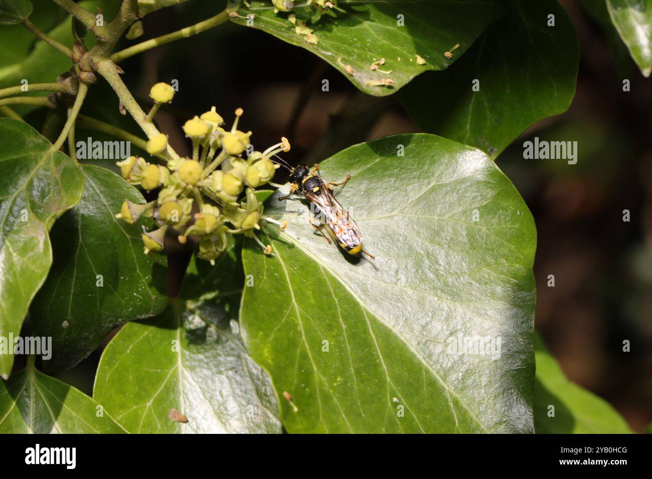 Field digger wasp (Mellinus arvensis) Insecta Stock Photo - Alamy