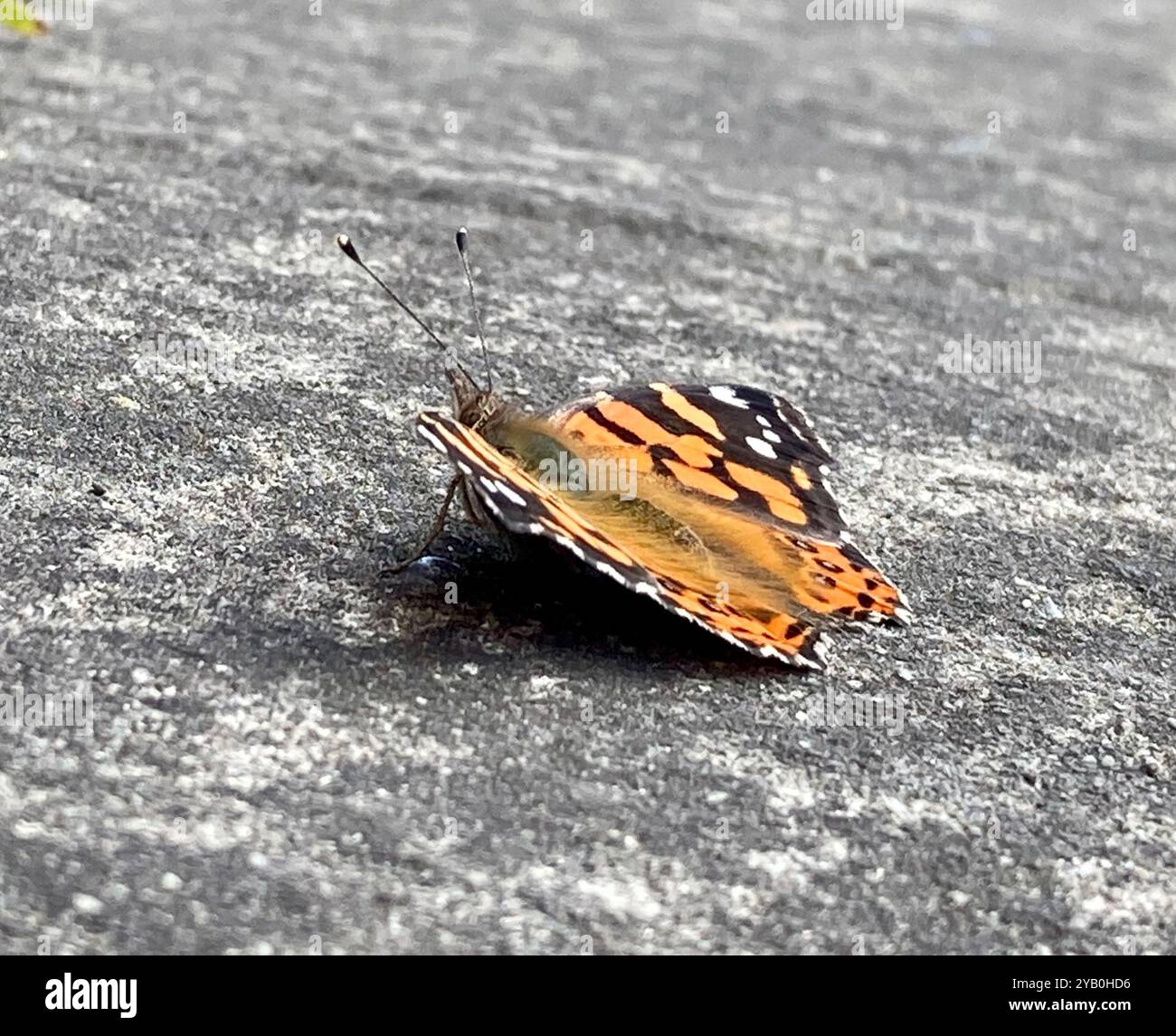 Subtropical Lady (Vanessa carye) Insecta Stock Photo - Alamy