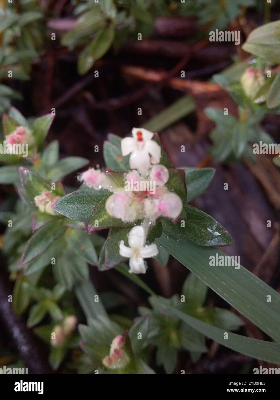 Common Rice-flower (Pimelea humilis) Plantae Stock Photo - Alamy