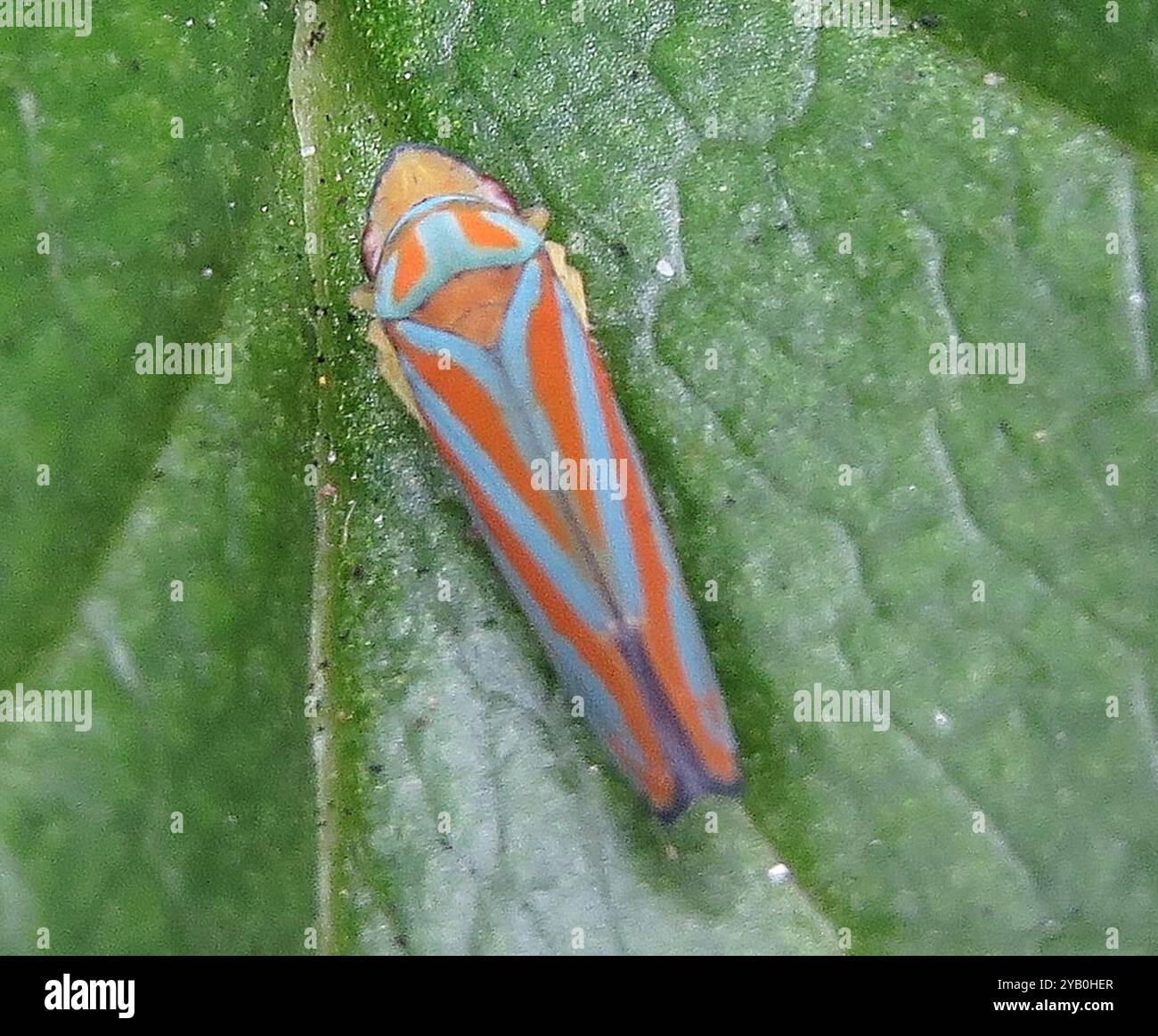 Red-banded Leafhopper (Graphocephala coccinea) Insecta Stock Photo - Alamy