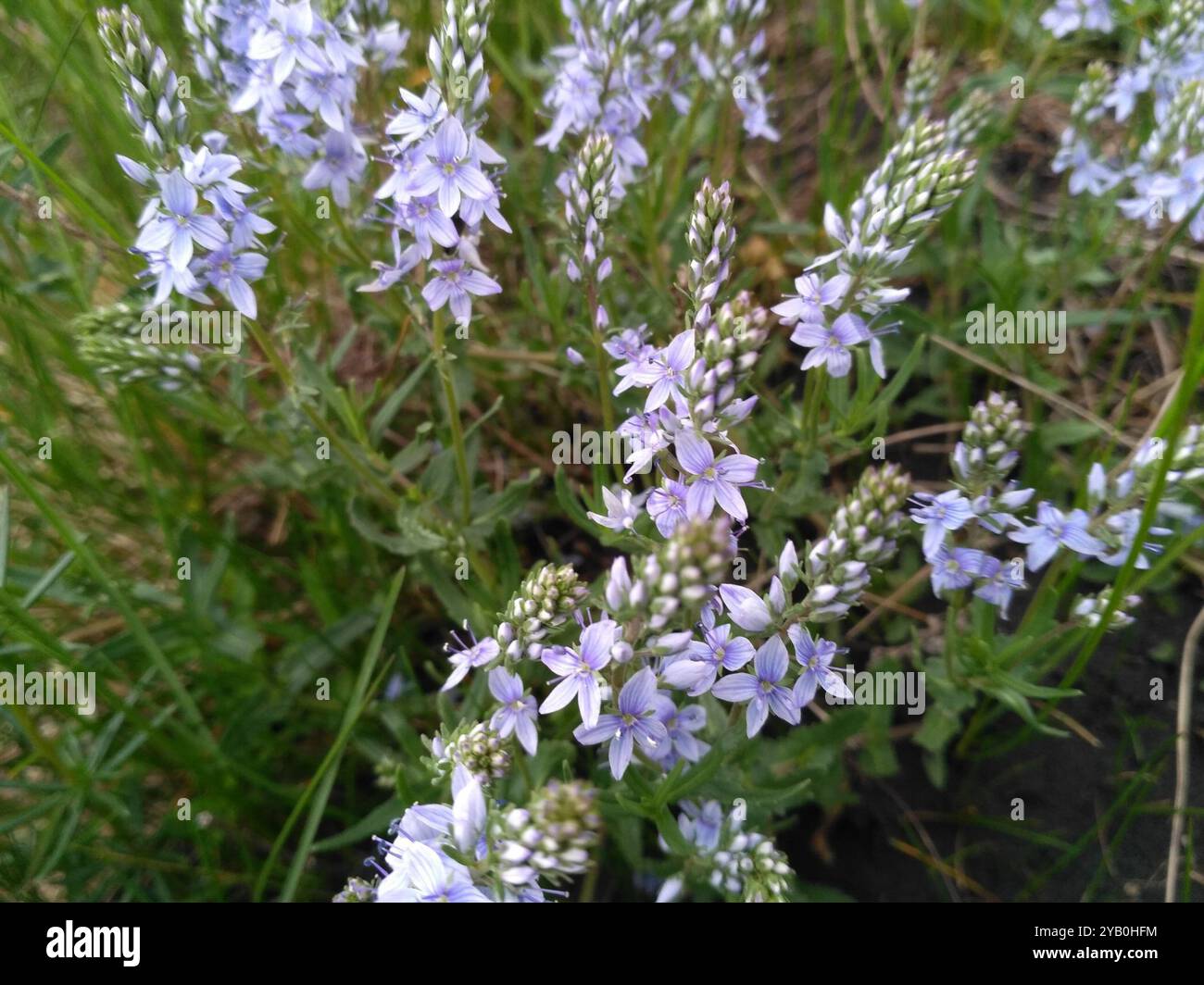 Prostrate Speedwell (Veronica prostrata) Plantae Stock Photo - Alamy