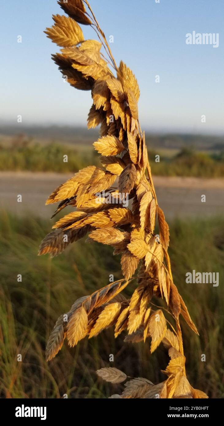 sea oats (Uniola paniculata) Plantae Stock Photo - Alamy