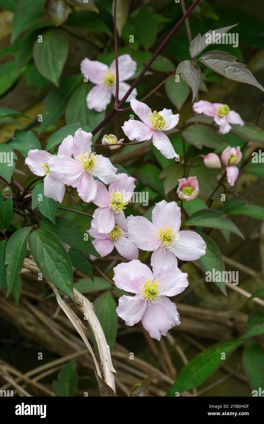 Montana Clematis Rubens