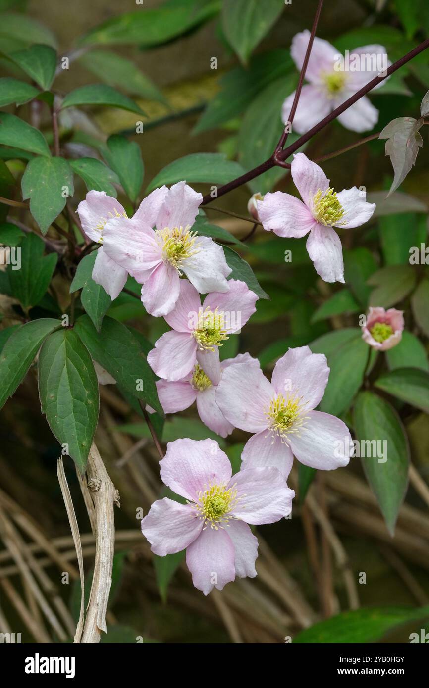 Montana Clematis Rubens