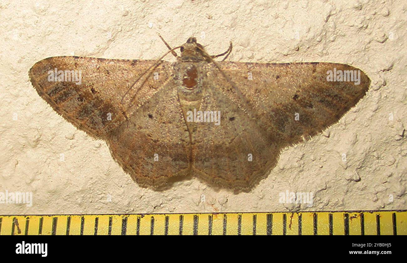 Geometer Moths (Geometridae) Insecta Stock Photo - Alamy