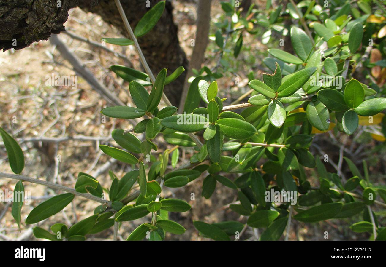 African olive (Olea europaea cuspidata) Plantae Stock Photo - Alamy