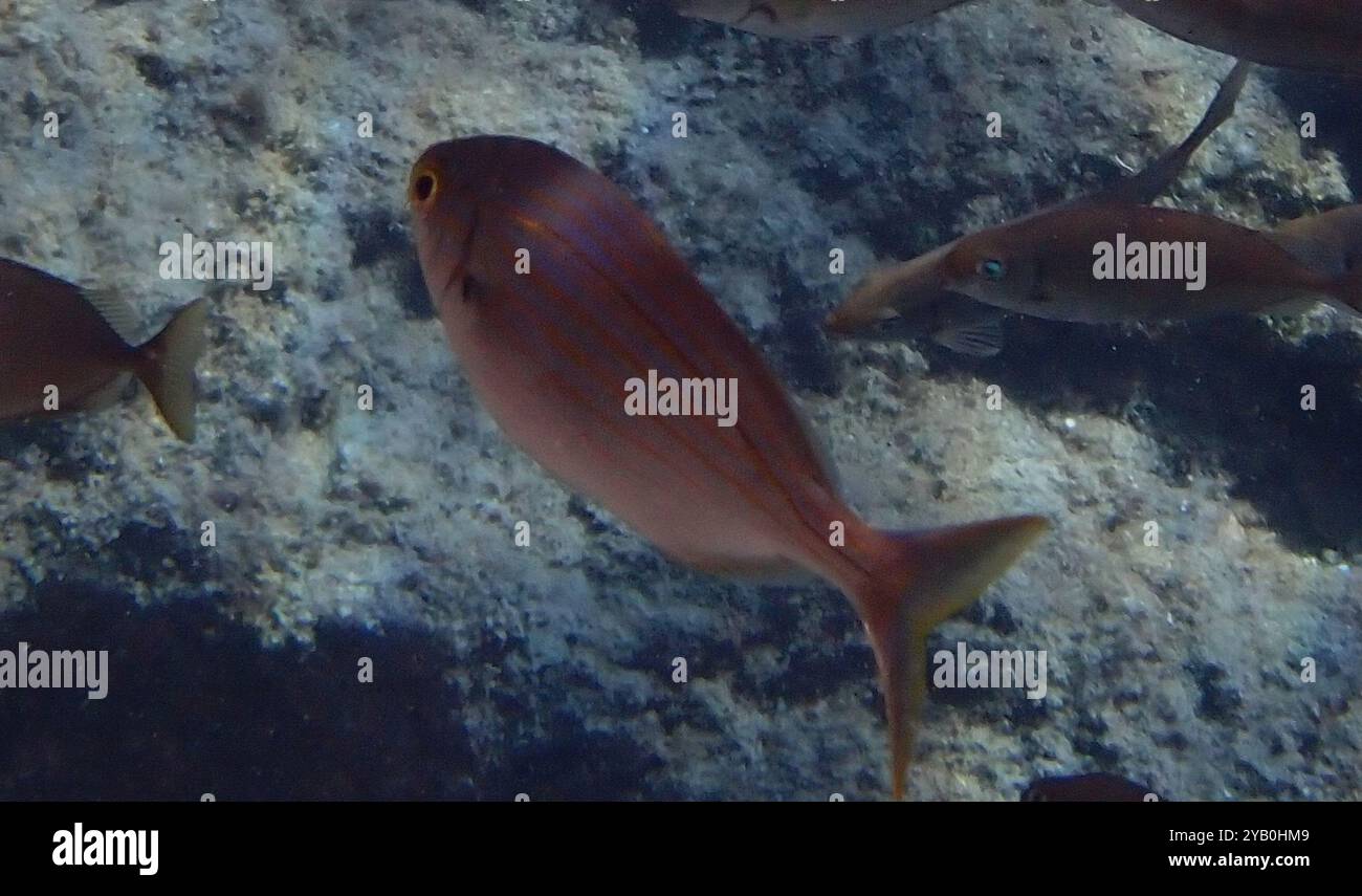 Salema Porgy (Sarpa salpa) Actinopterygii Stock Photo - Alamy