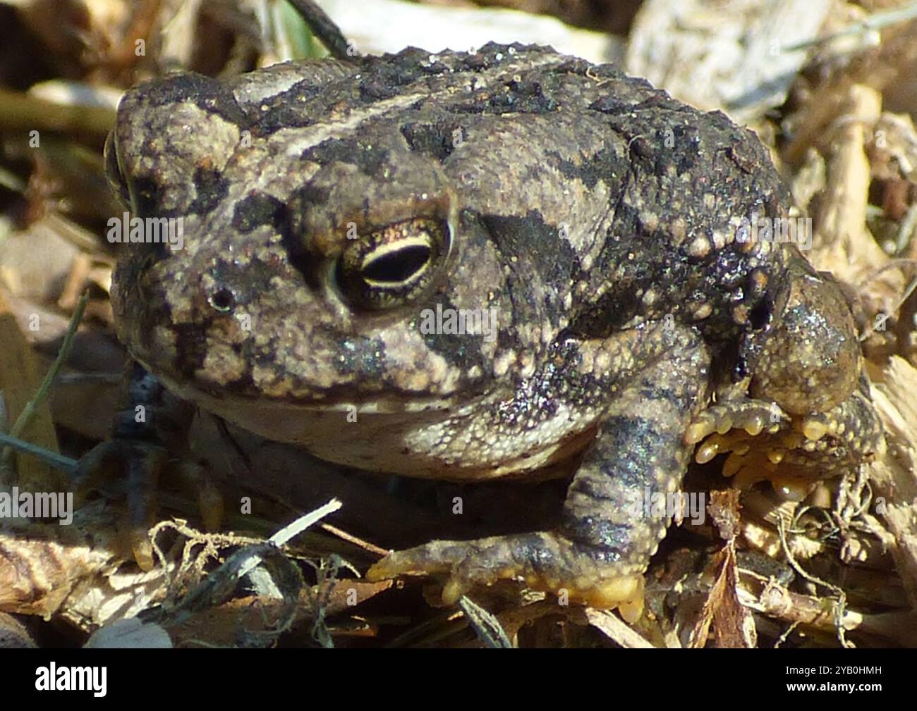 Fowler's Toad (Anaxyrus fowleri) Amphibia Stock Photo - Alamy