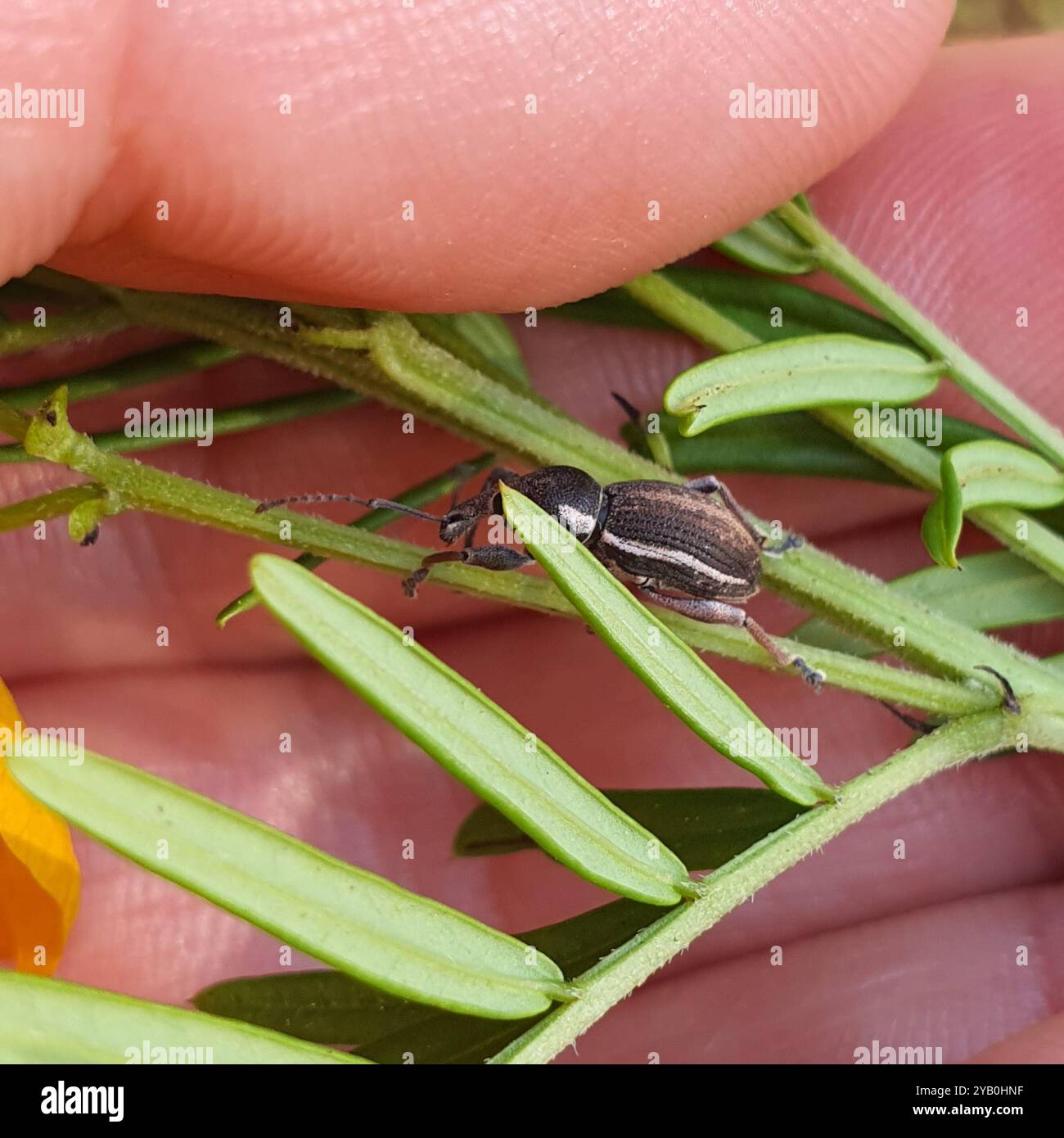 White-striped Weevil (Perperus lateralis) Insecta Stock Photo - Alamy