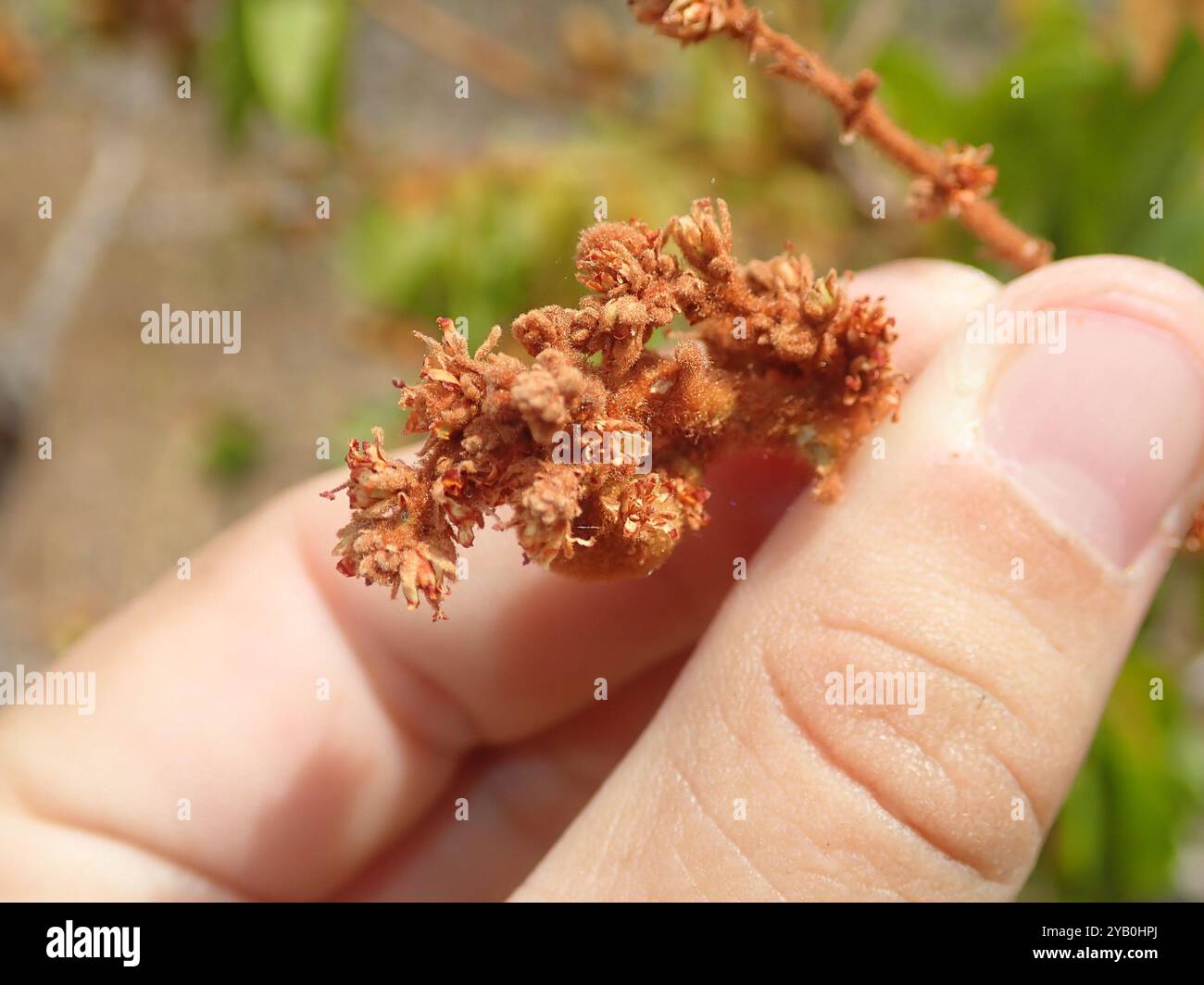 (Connarus suberosus) Plantae Stock Photo - Alamy