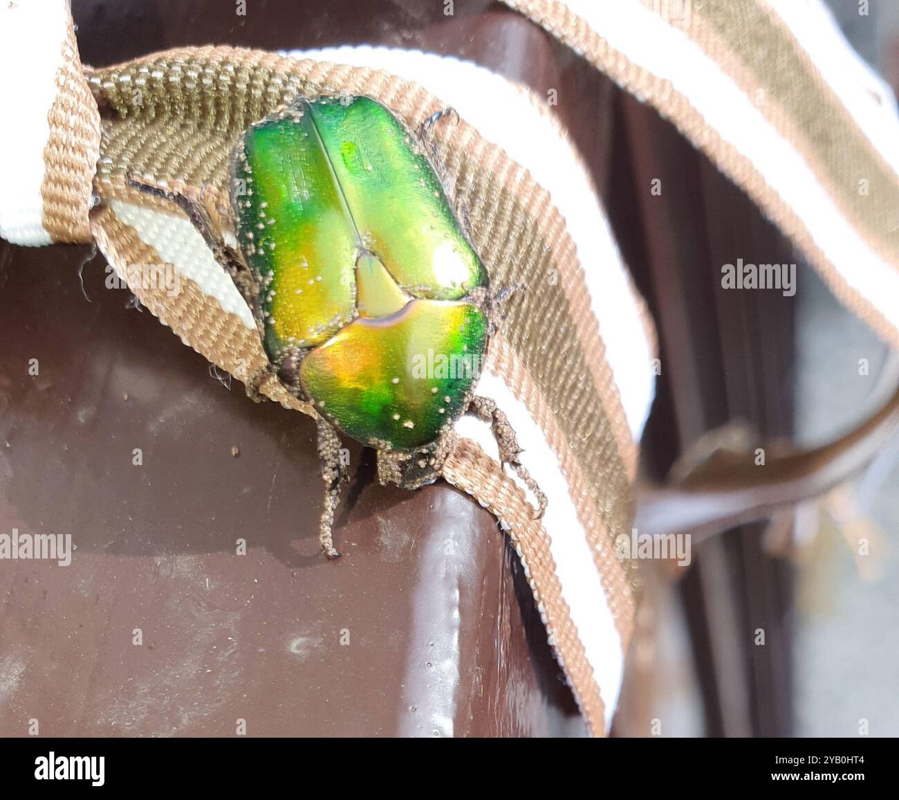 Copper Chafer (Protaetia cuprea) Insecta Stock Photo - Alamy