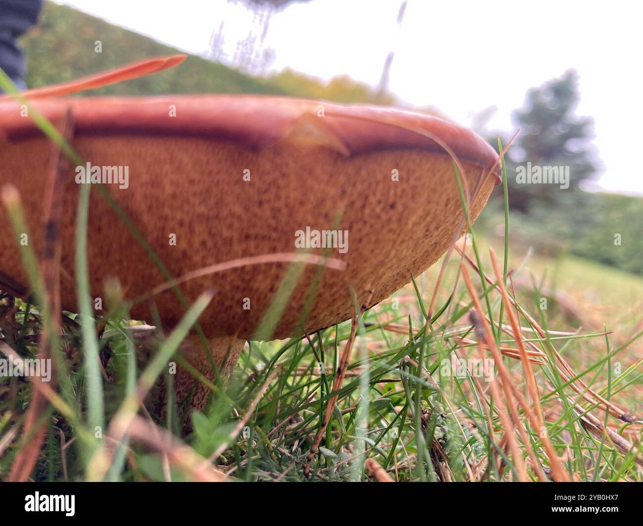 Slippery Jacks (Suillus) Fungi Stock Photo - Alamy