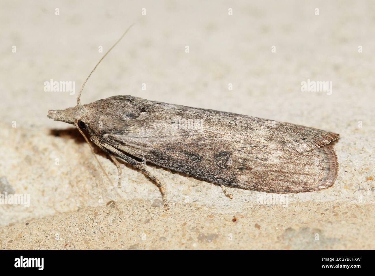 Theresian Moth (Lamoria anella) Insecta Stock Photo - Alamy