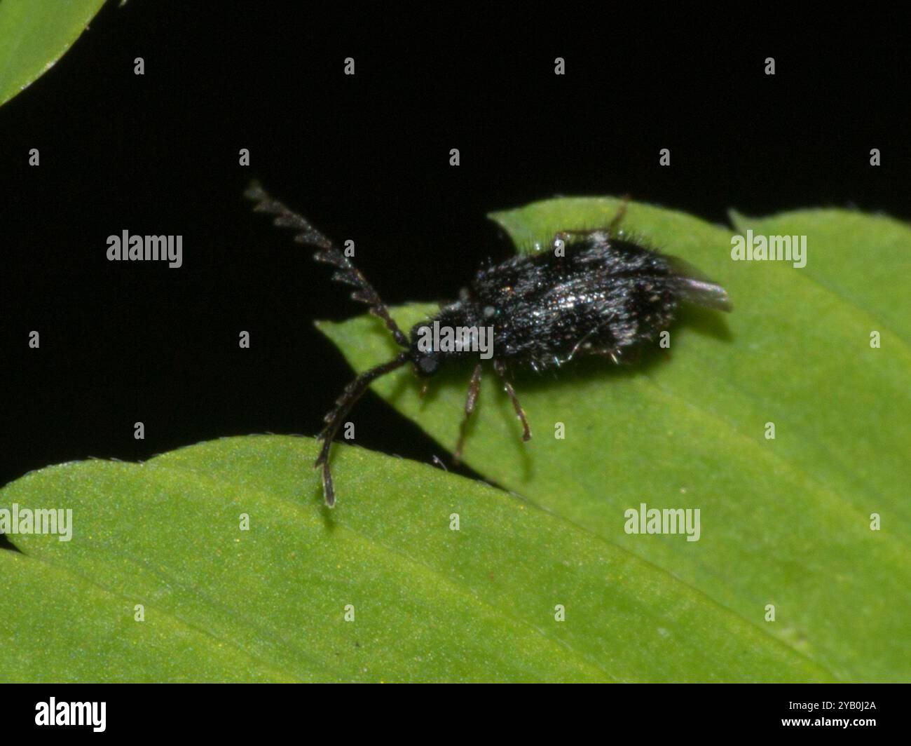 Spider Beetles (Ptininae) Insecta Stock Photo - Alamy