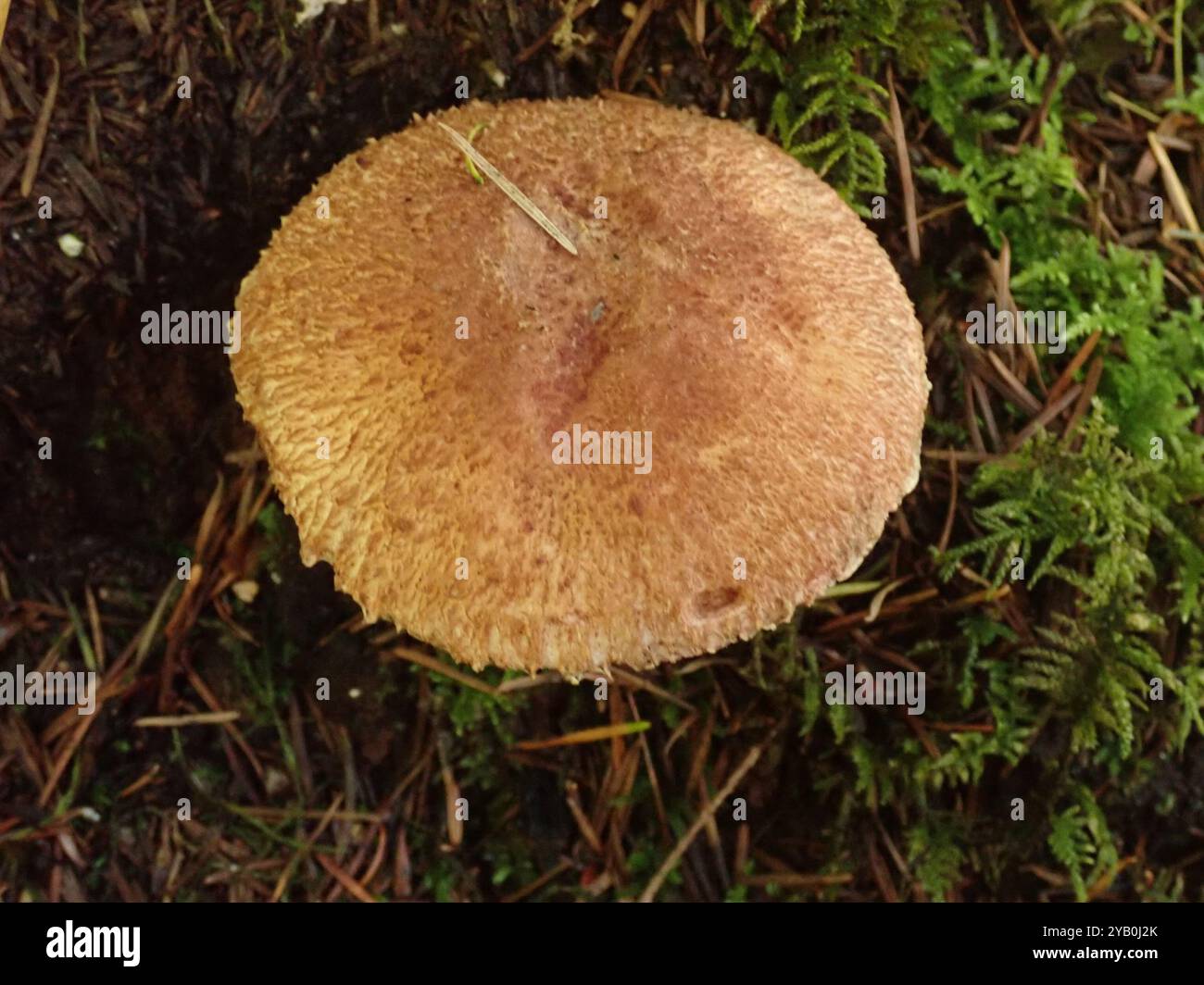 Western Painted Suillus (Suillus lakei) Fungi Stock Photo - Alamy