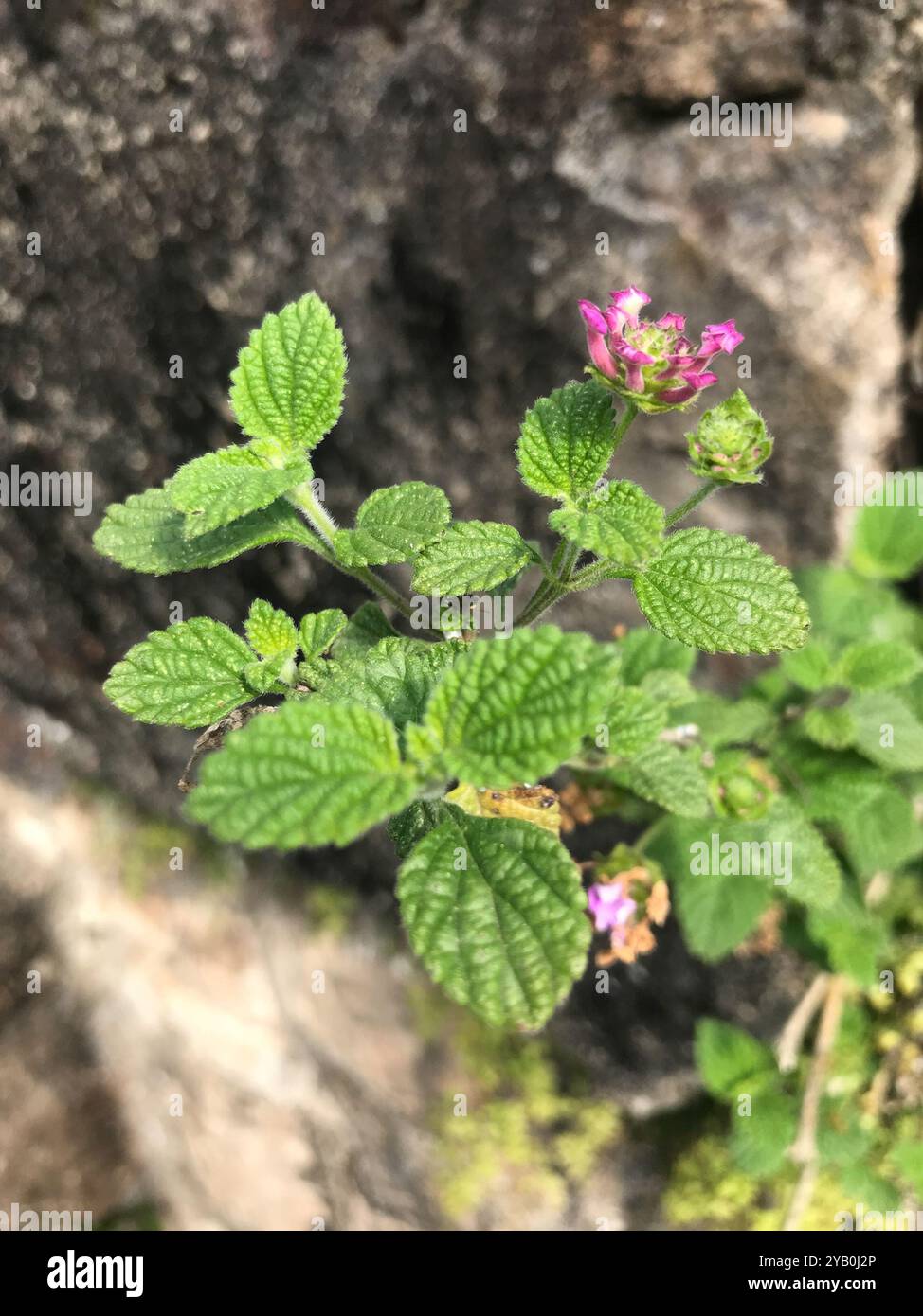 creeping lantana (Lantana montevidensis) Plantae Stock Photo - Alamy