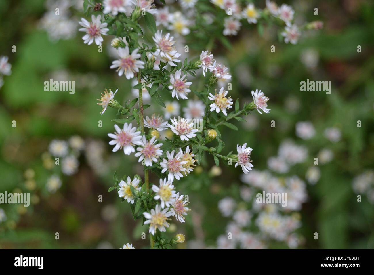 calico aster (Symphyotrichum lateriflorum) Plantae Stock Photo - Alamy
