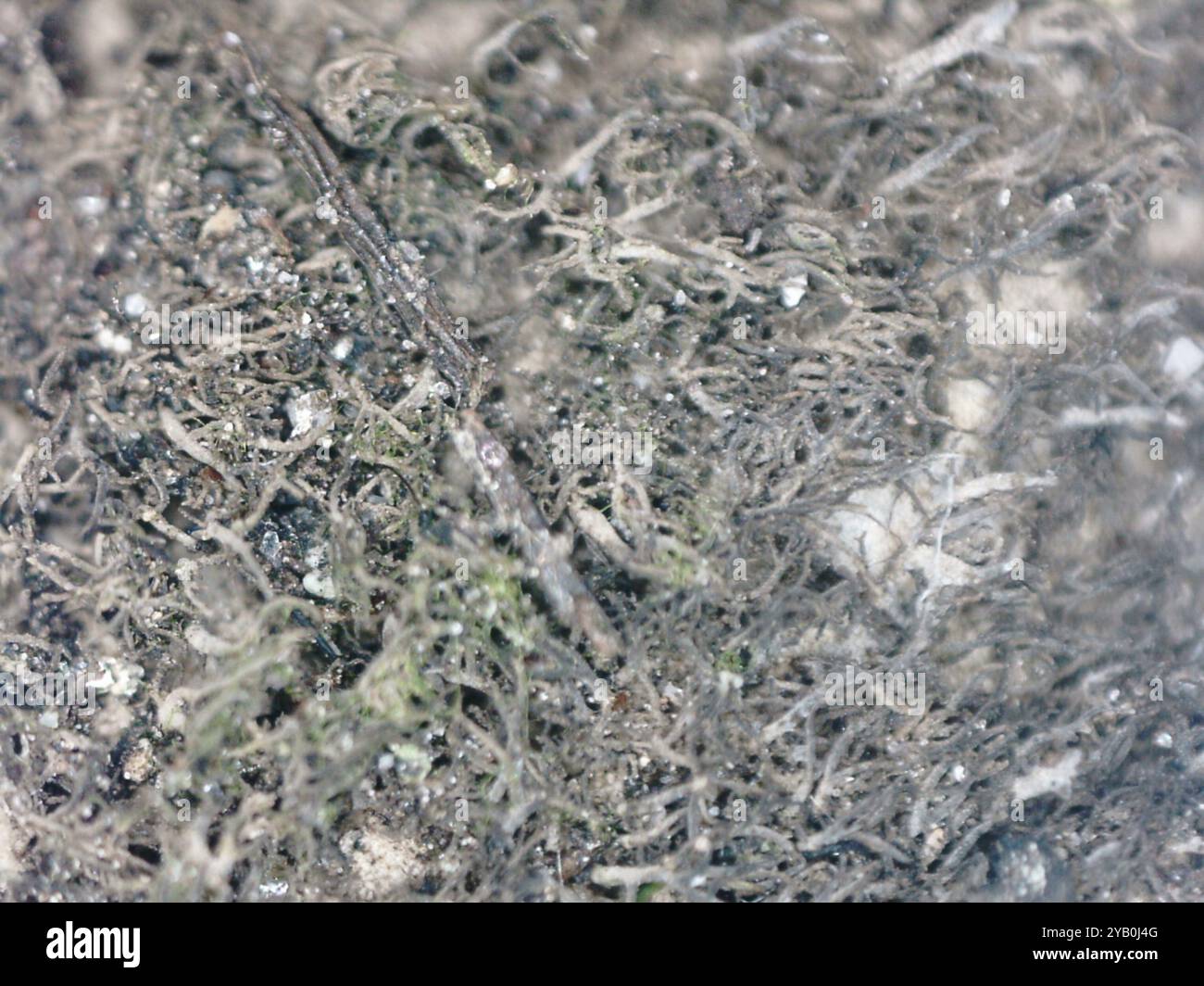 Arctic Frosted Rock Tripe (Umbilicaria vellea) Fungi Stock Photo - Alamy
