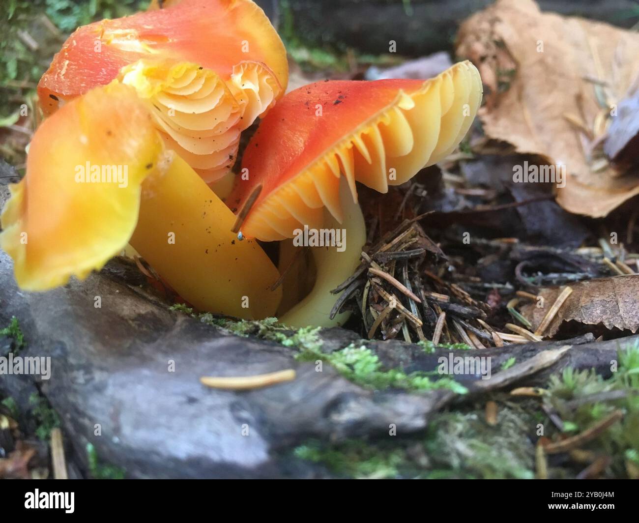 Scarlet Waxy Cap (Hygrocybe coccinea) Fungi Stock Photo - Alamy