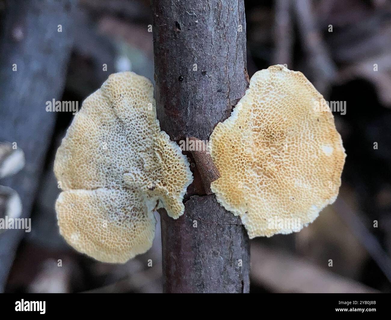 little nest polypore (Trametes conchifer) Fungi Stock Photo - Alamy