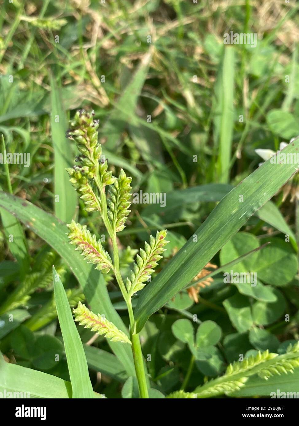 Jungle Rice (Echinochloa colonum) Plantae Stock Photo - Alamy