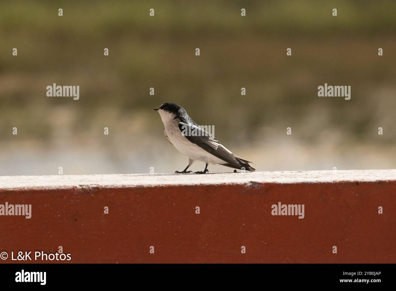Mangrove Swallow (Tachycineta albilinea) Aves Stock Photo - Alamy