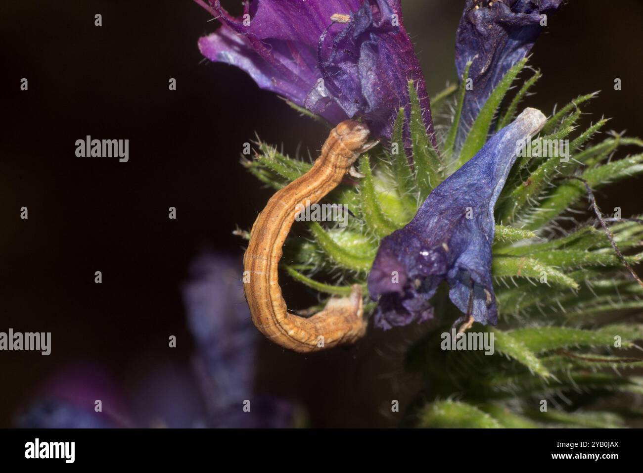 Geometer Moths (Geometridae) Insecta Stock Photo - Alamy