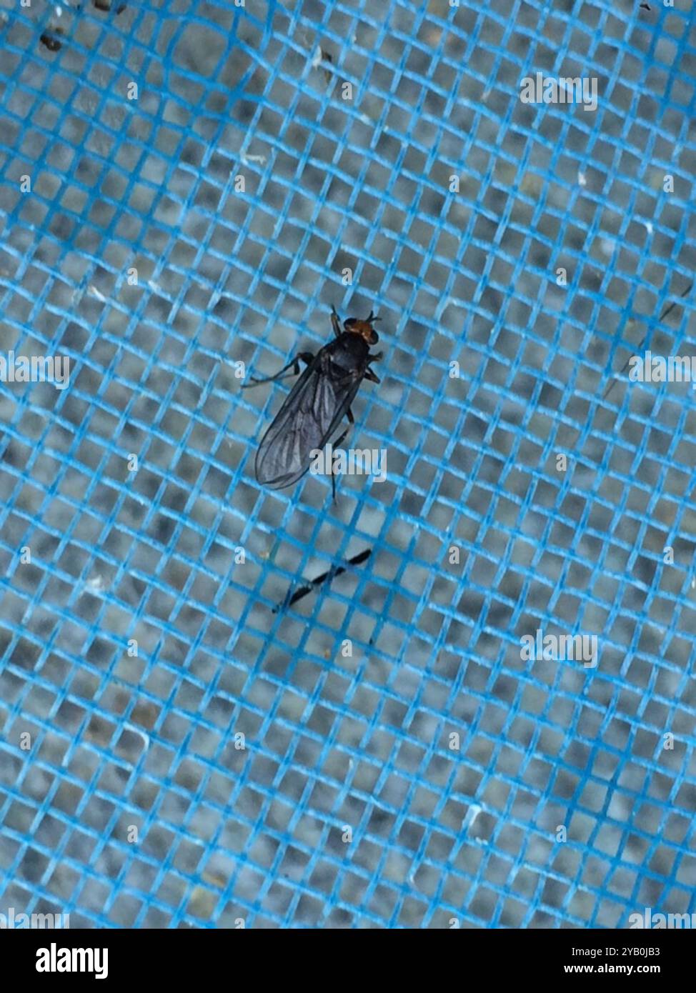 Sugarcane Soldier Fly (Inopus rubriceps) Insecta Stock Photo - Alamy