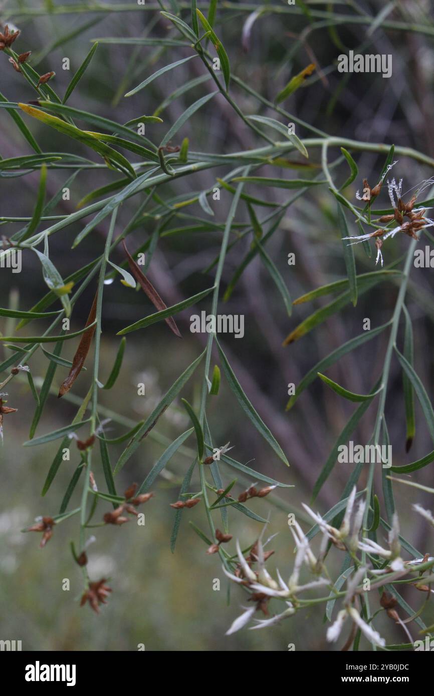 Poverty Weed (Baccharis neglecta) Plantae Stock Photo - Alamy