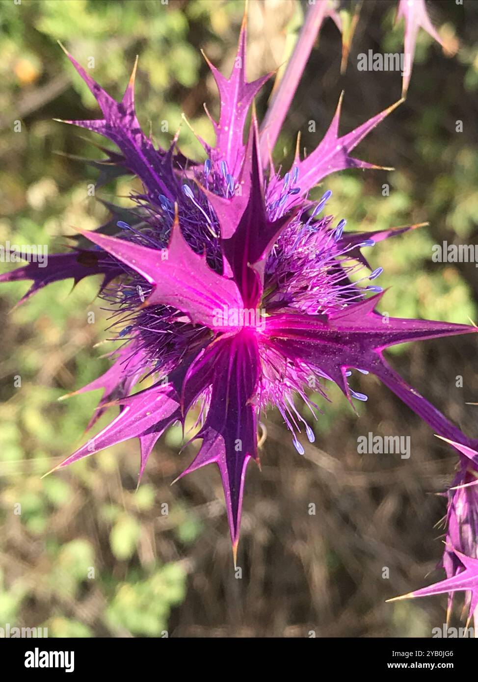 Leavenworth's eryngo (Eryngium leavenworthii) Plantae Stock Photo - Alamy