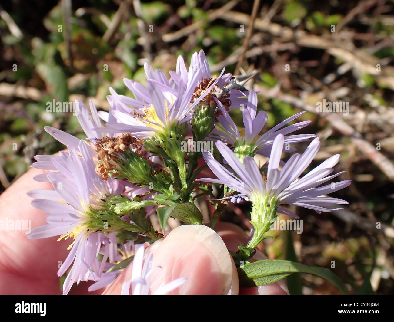American asters (Symphyotrichum) Plantae Stock Photo - Alamy