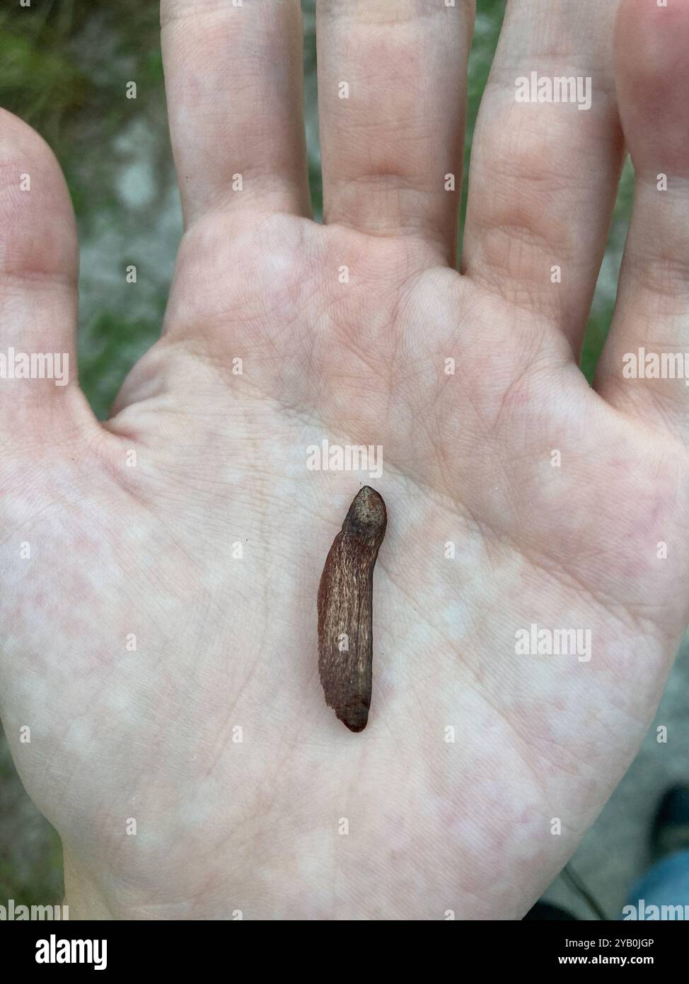 South Florida slash pine (Pinus elliottii densa) Plantae Stock Photo ...