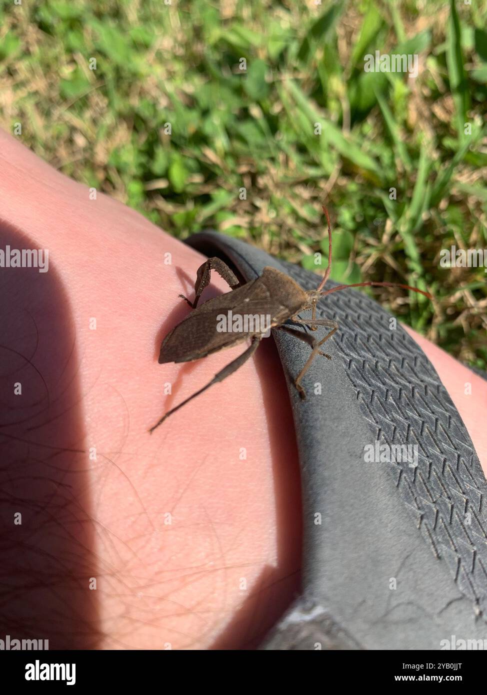 Florida Leaf-footed Bug (Acanthocephala femorata) Insecta Stock Photo ...