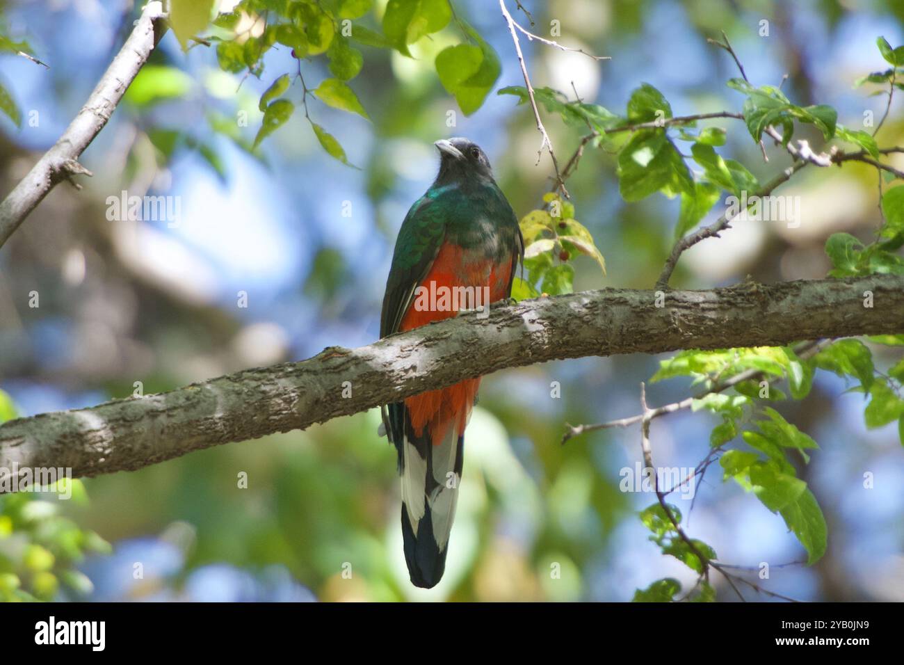 Eared Quetzal (Euptilotis neoxenus) Aves Stock Photo - Alamy