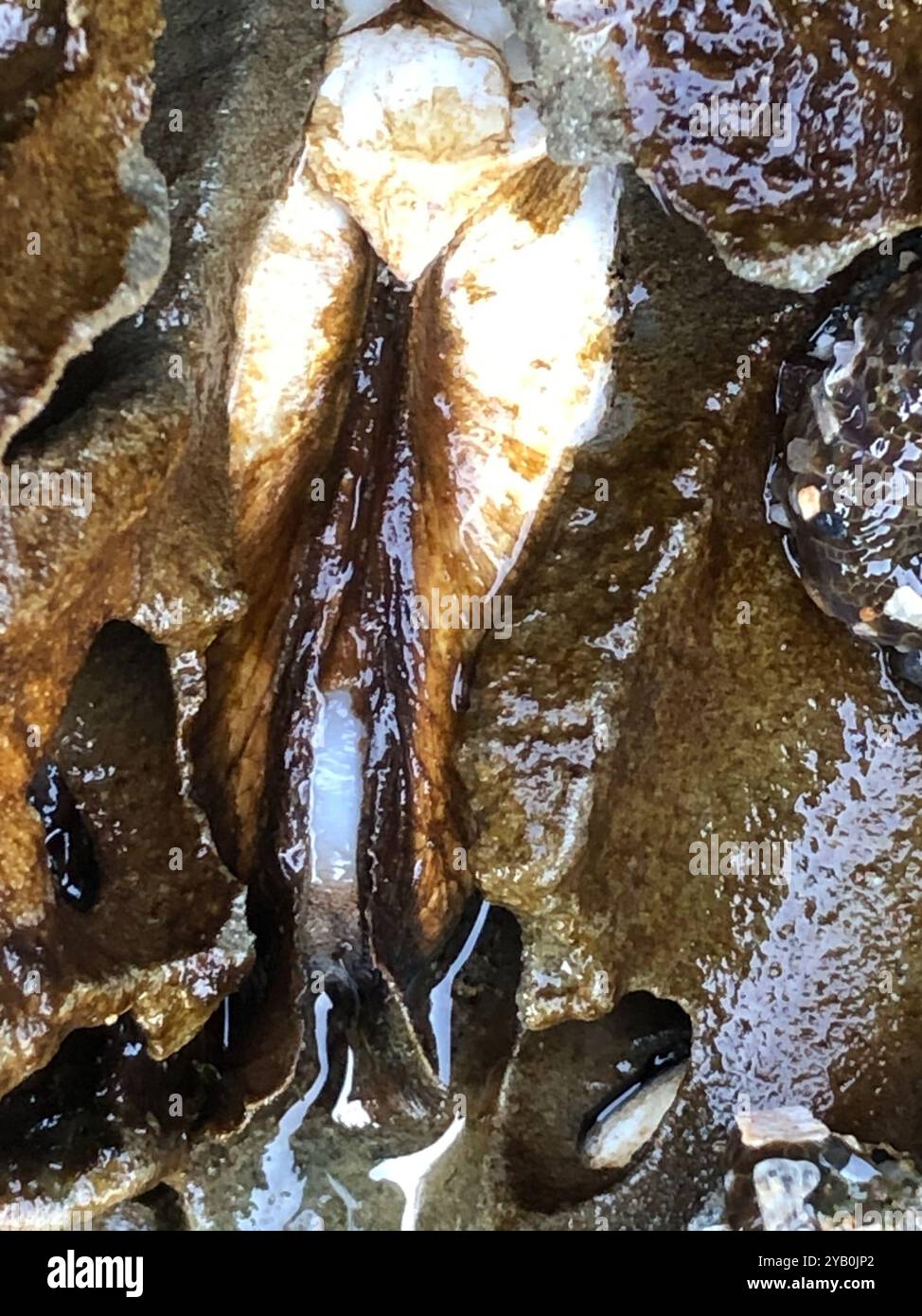 Scale-sided Piddock (Parapholas californica) Mollusca Stock Photo - Alamy