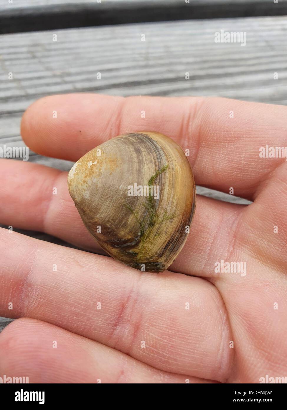Atlantic Rangia (Rangia cuneata) Mollusca Stock Photo - Alamy